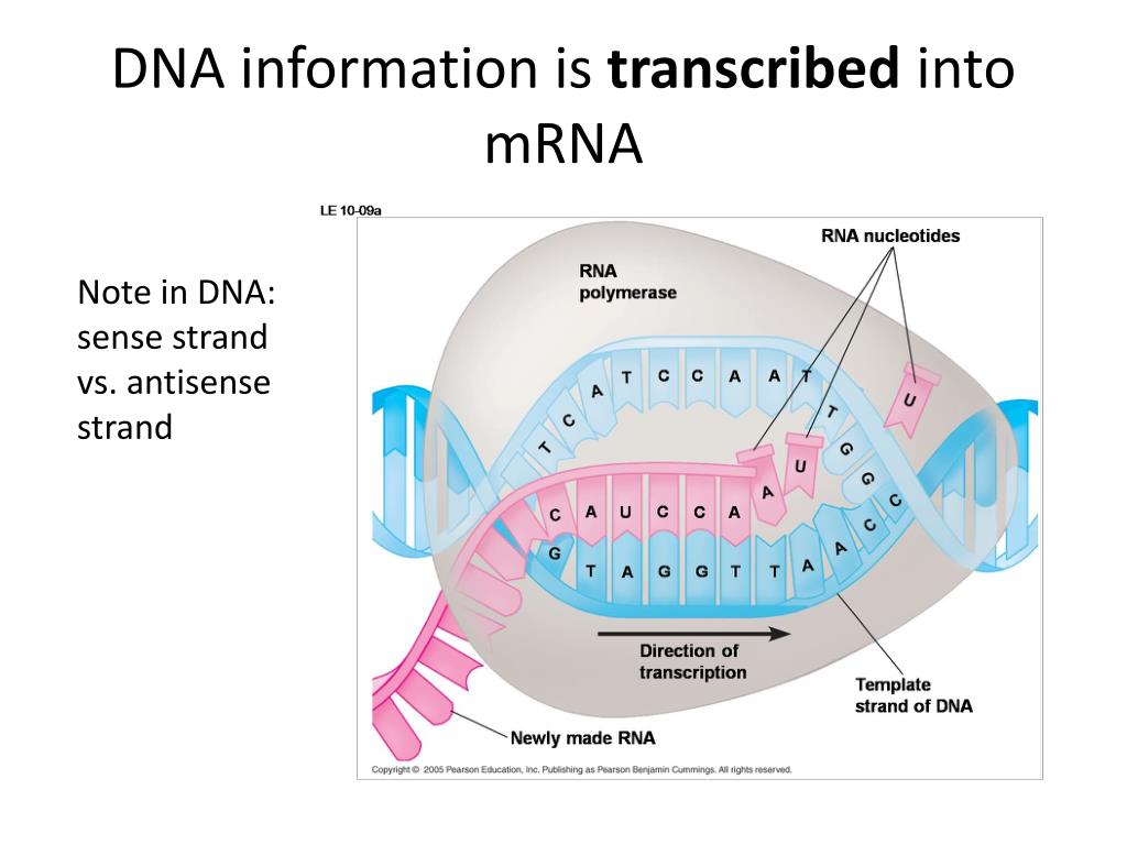PPT - Understanding the Human Genome: Structure, Function, and ...
