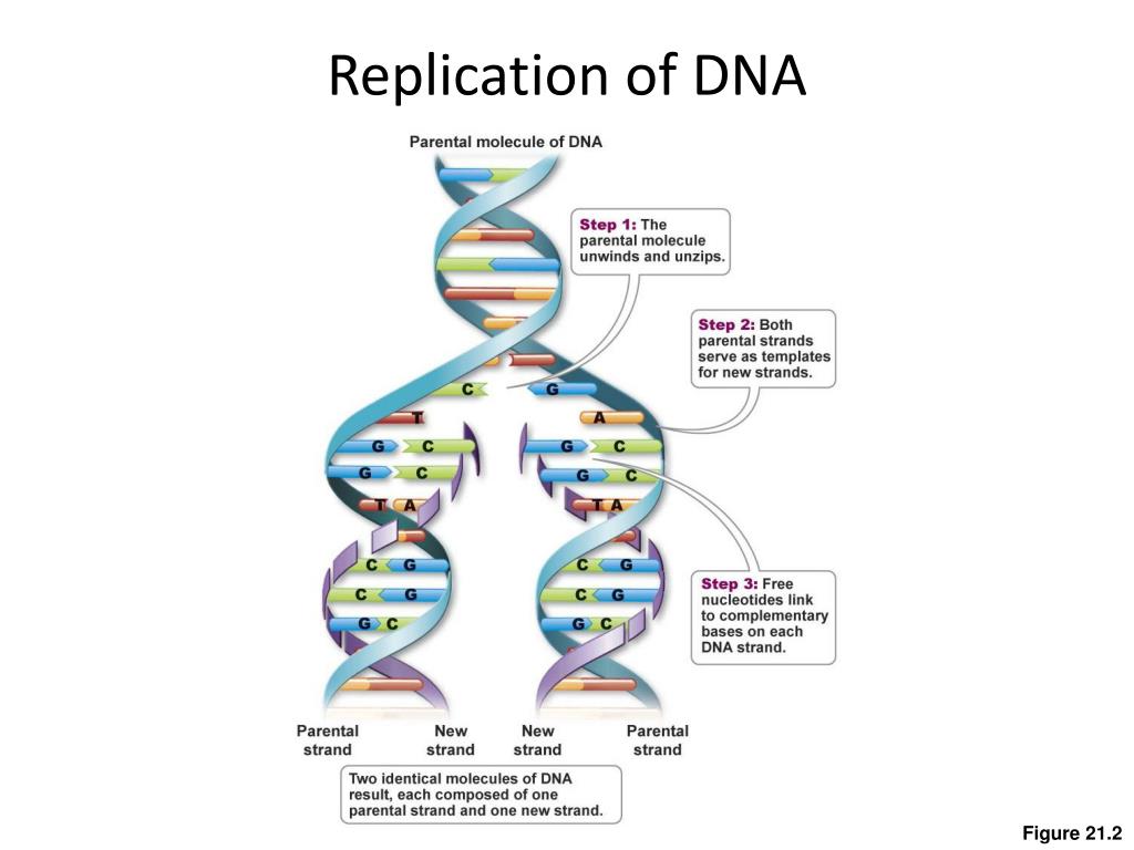 PPT - The human genome of is found where in the human body? PowerPoint ...
