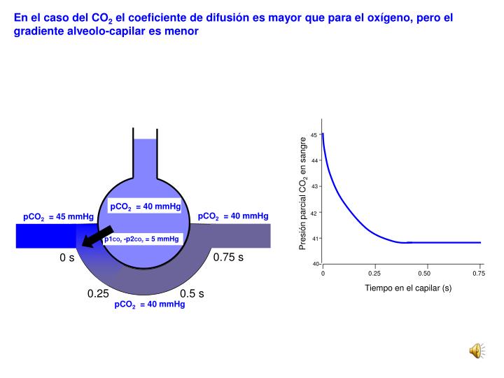 PPT - RELACIÓN VENTILACIÓN-PERFUSIÓN PULMONAR PowerPoint Presentation ...