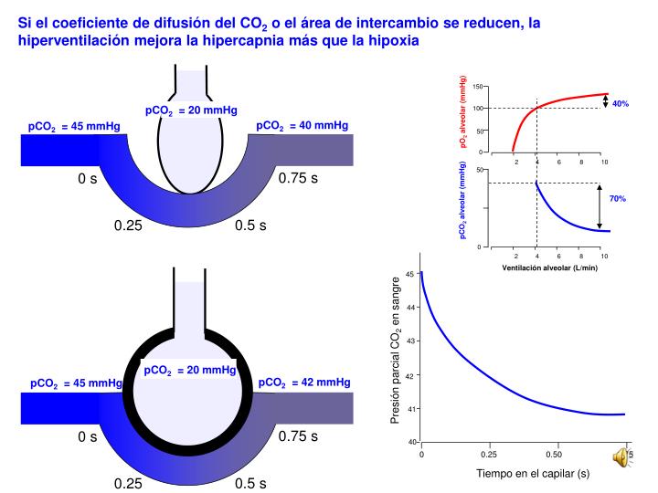 PPT - RELACIÓN VENTILACIÓN-PERFUSIÓN PULMONAR PowerPoint Presentation ...