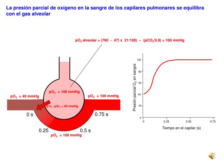 PPT - RELACIÓN VENTILACIÓN-PERFUSIÓN PULMONAR PowerPoint Presentation ...