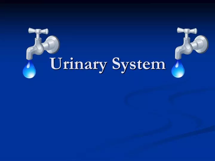 Ppt Urinary System Powerpoint Presentation Free Download Id 6053058