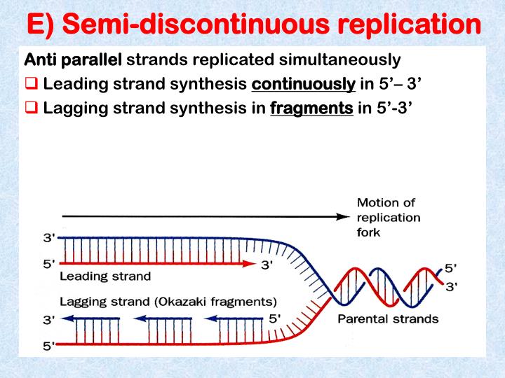 PPT - DNA replication PowerPoint Presentation - ID:6053651