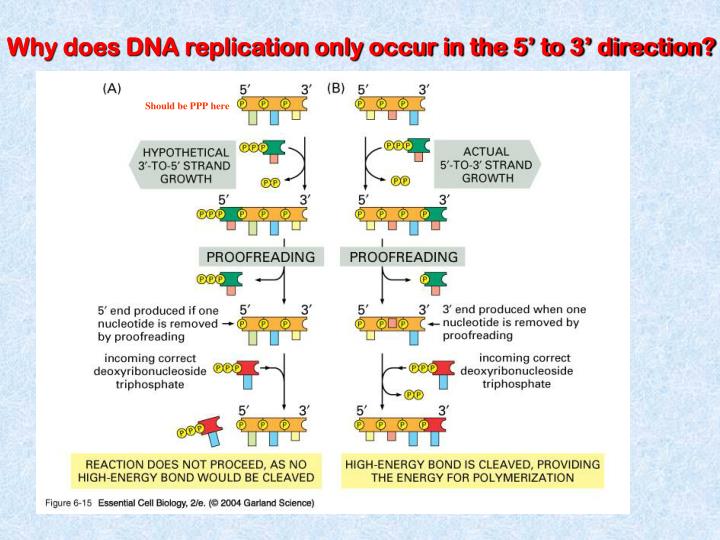 PPT - DNA replication PowerPoint Presentation - ID:6053651