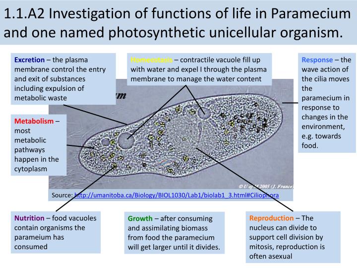 PPT - 1.1 Introduction to Cells PowerPoint Presentation - ID:6053665