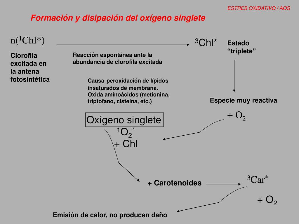 PPT - Estrés oxidativo / Especies reactivas de oxígeno (ROS) PowerPoint ...