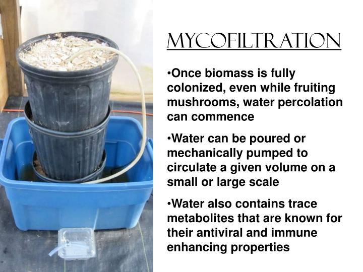 PPT - MYCOREMEDIATION Ecological Restoration Using Fungi PowerPoint ...