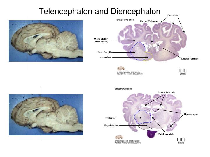 PPT - Sheep Brain Dissection PowerPoint Presentation - ID:6058102