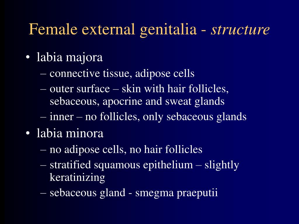 PPT - Systema genitale femininum Female genital system PowerPoint ...