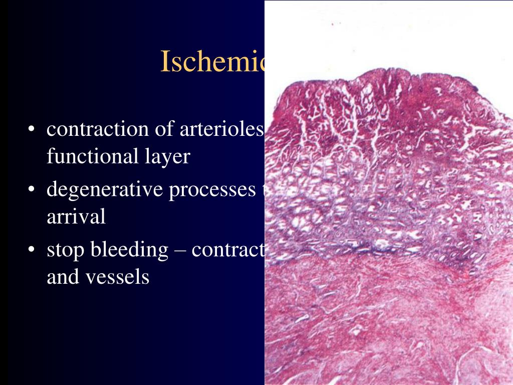 PPT - Systema genitale femininum Female genital system PowerPoint ...