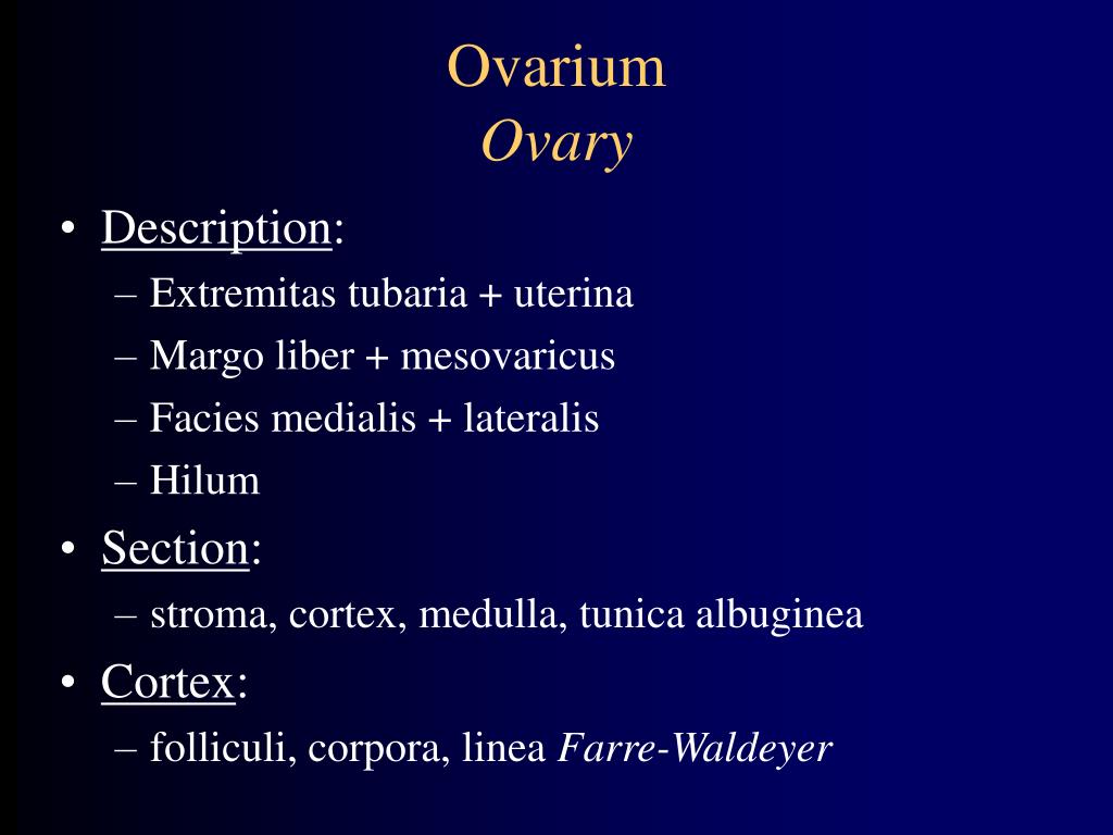 PPT - Systema genitale femininum Female genital system PowerPoint ...