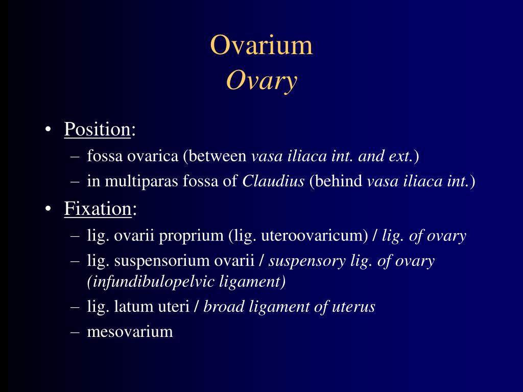 PPT - Systema genitale femininum Female genital system PowerPoint ...