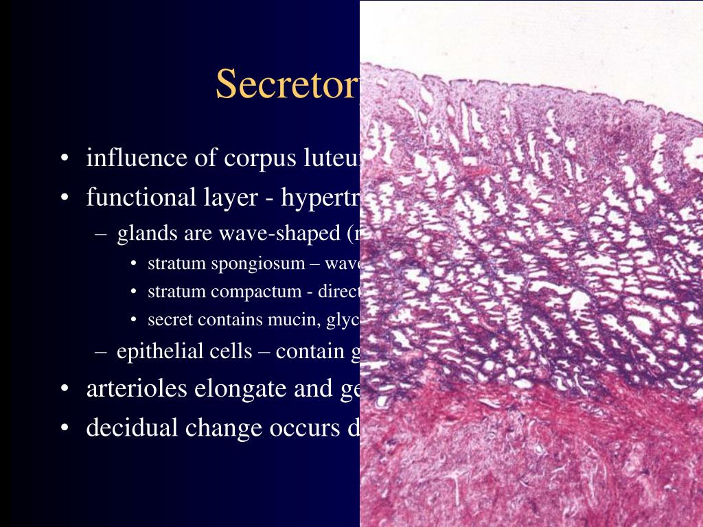 PPT - Systema genitale femininum Female genital system PowerPoint ...