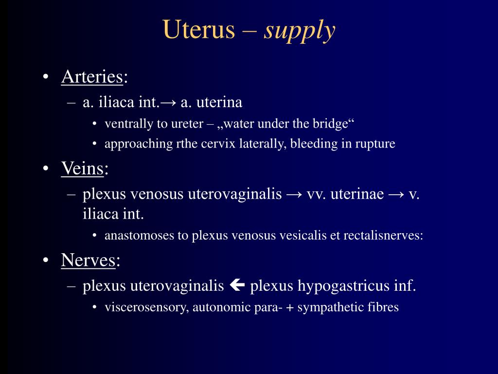 PPT - Systema genitale femininum Female genital system PowerPoint ...
