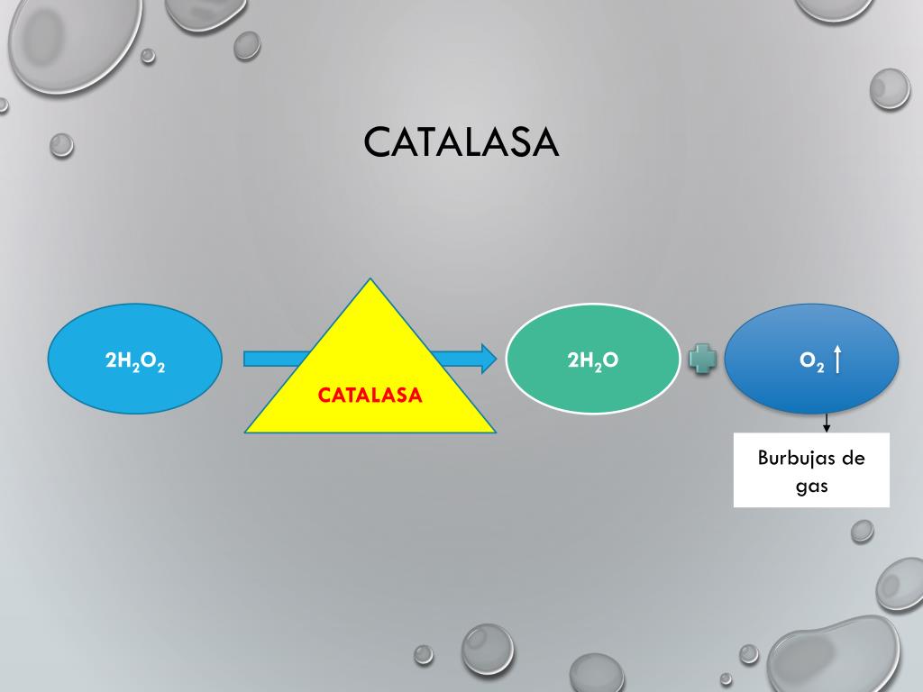 PPT - Modelo prueba bioquímica: *oxidasa *Catalasa PowerPoint ...