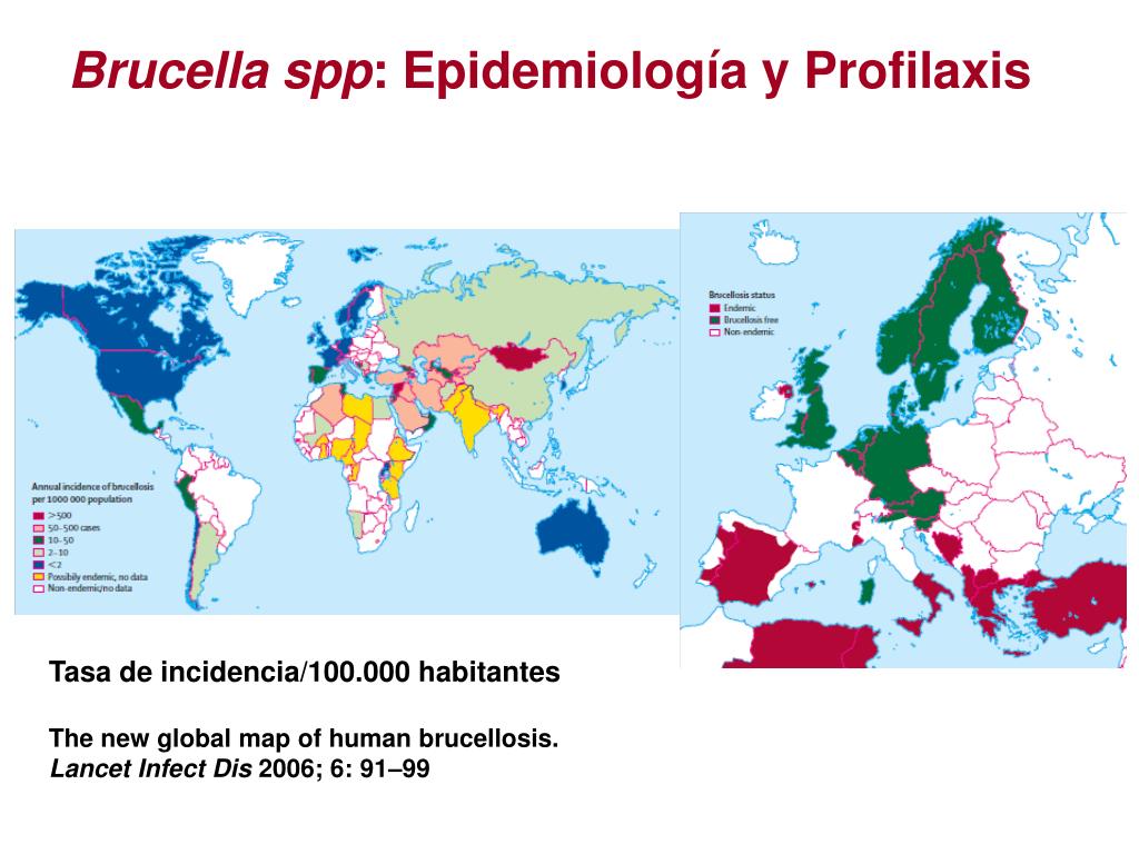 PPT - Géneros: Legionella , Brucella , Haemophilus , y Bordetella ...