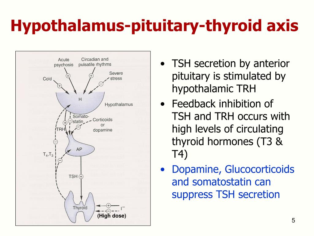 Ppt Thyroid Drugs Powerpoint Presentation Free Download Id 6062414