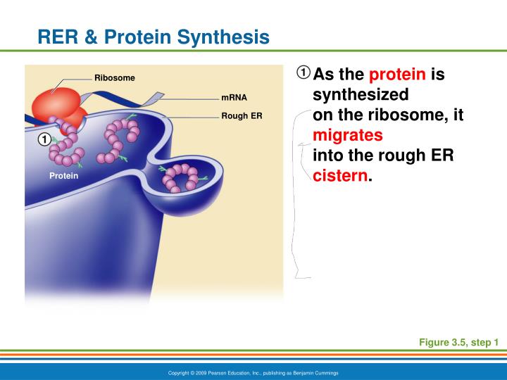 PPT - Cells and Tissues PowerPoint Presentation - ID:6062444
