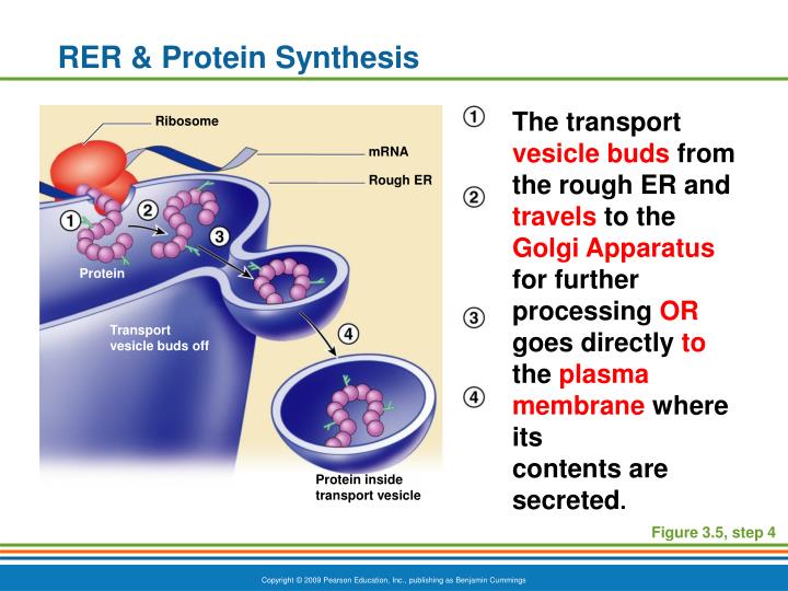 PPT - Cells and Tissues PowerPoint Presentation - ID:6062444