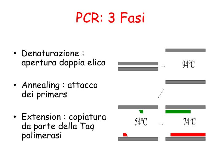 PPT - Scopi della analisi molecolare PowerPoint Presentation - ID:6062485