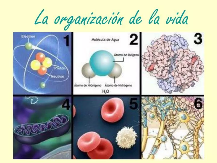 PPT - La organización de la vida PowerPoint Presentation, free download ...