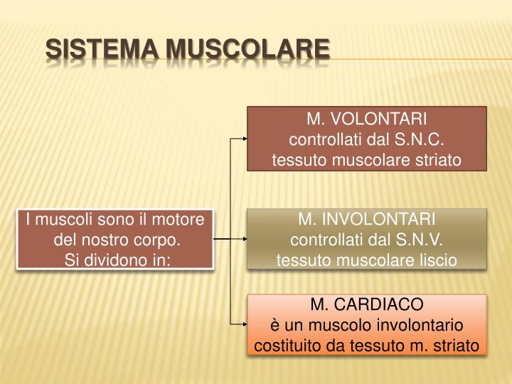 PPT - Apparato locomotore PowerPoint Presentation - ID:6063548