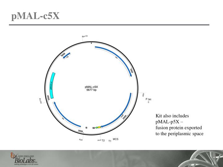 PPT - pMAL Protein Fusion and Purification System PowerPoint ...