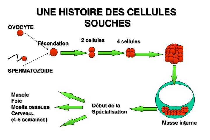 PPT - CELLULES SOUCHES LEUCEMIQUES PowerPoint Presentation - ID:6064937