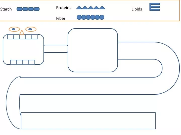 PPT - Large Intestine PowerPoint Presentation, free download - ID:6065168