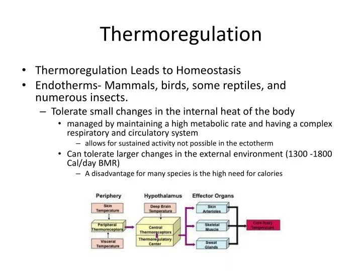 PPT - Thermoregulation PowerPoint Presentation, free download - ID:6065933