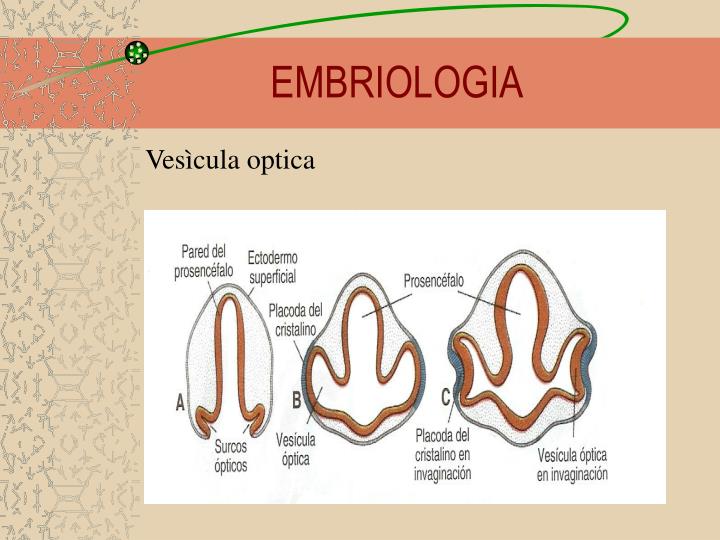 PPT - EMBRIOLOGIA PowerPoint Presentation - ID:6066644