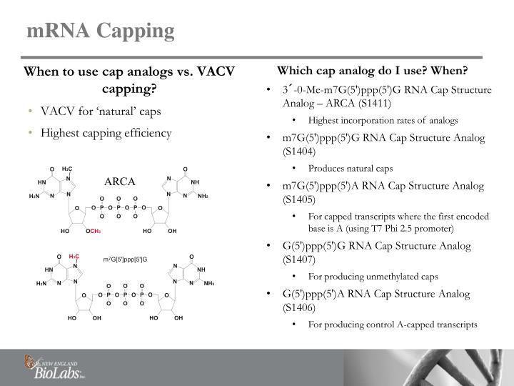 PPT - RNA Technical Training PowerPoint Presentation - ID:6067297