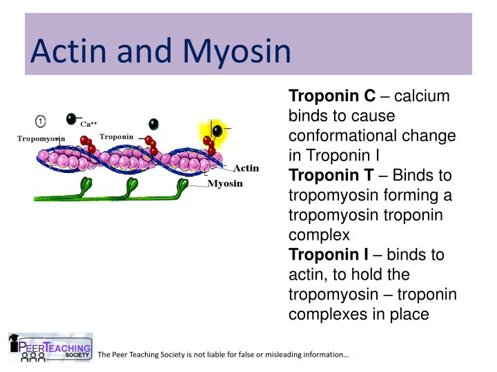 PPT - Phase 1A Andrew Hu + Elaine Pang PowerPoint Presentation - ID:6067366