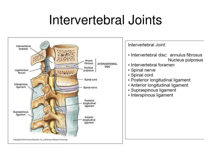 PPT - Articulations and Body Movements PowerPoint Presentation - ID:6067627