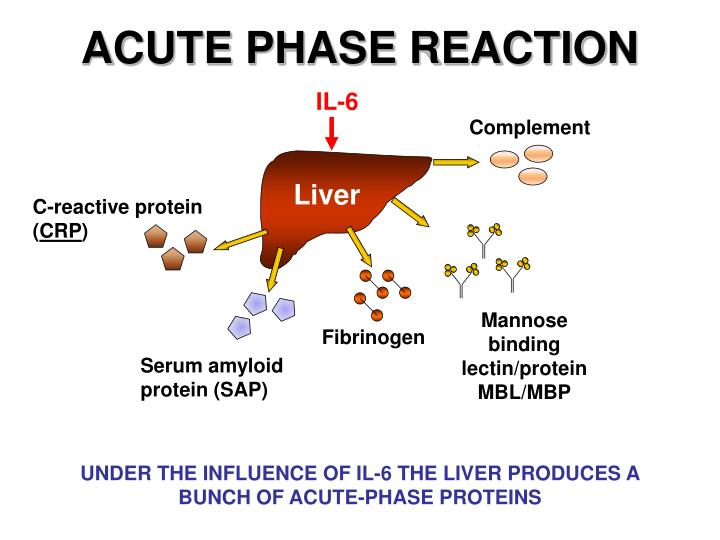PPT - DEFINITION AND PROPERTIES OF ANTIGEN IMMUNOLOGICAL DEFINITION Any ...