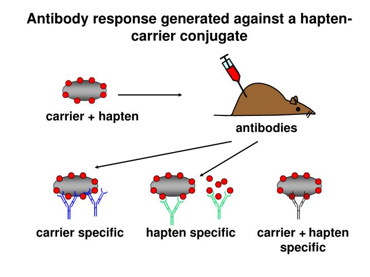 PPT - DEFINITION AND PROPERTIES OF ANTIGEN IMMUNOLOGICAL DEFINITION Any ...