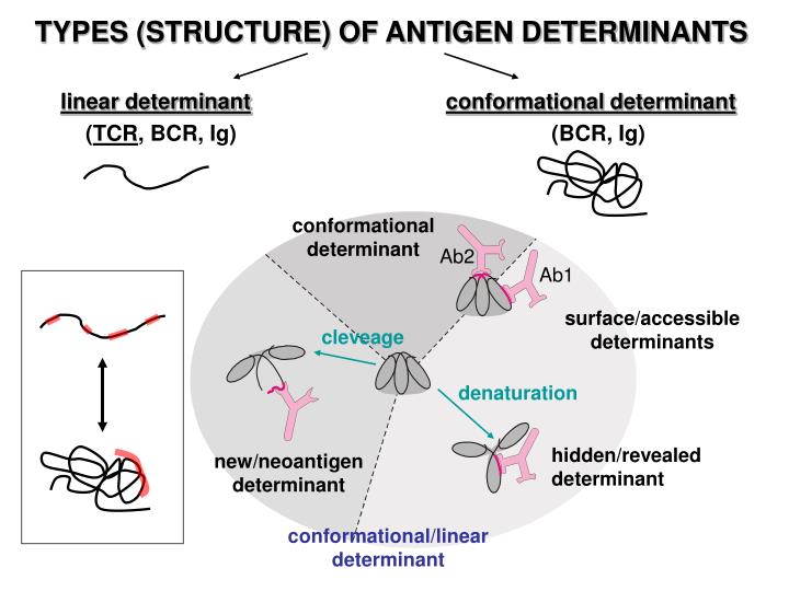 PPT - DEFINITION AND PROPERTIES OF ANTIGEN IMMUNOLOGICAL DEFINITION Any ...