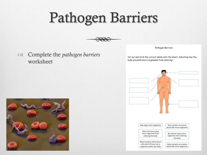 PPT - Defence Against Disease PowerPoint Presentation - ID:6068132