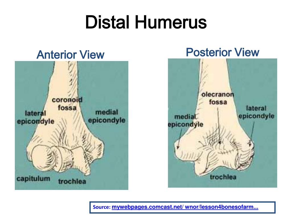 PPT - The Elbow & Radioulnar Joints PowerPoint Presentation, free ...