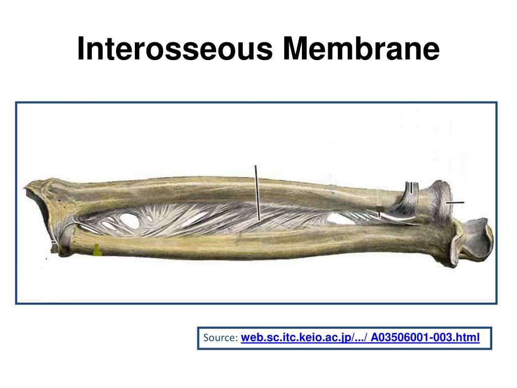 PPT - The Elbow & Radioulnar Joints PowerPoint Presentation, free ...