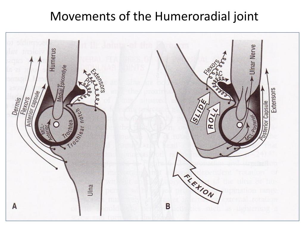PPT - The Elbow & Radioulnar Joints PowerPoint Presentation, free ...