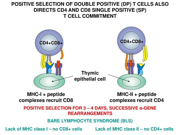 PPT - DIFFERENTIATION AND MATURATION OF T CELLS IN THE THYMUS ...