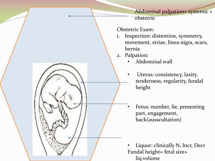 PPT - Abdominal palpation= systemic + obstetric PowerPoint Presentation ...