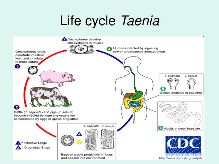PPT - CESTODA PowerPoint Presentation - ID:6069884