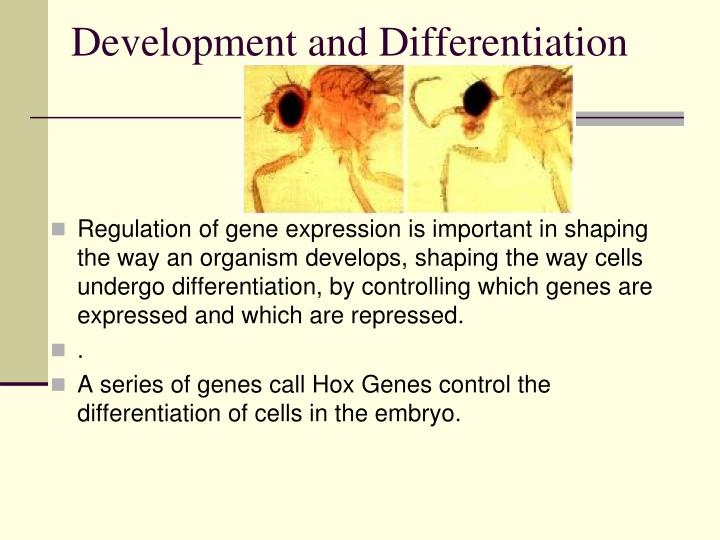 PPT - Protein Synthesis Notes PowerPoint Presentation - ID:6070192