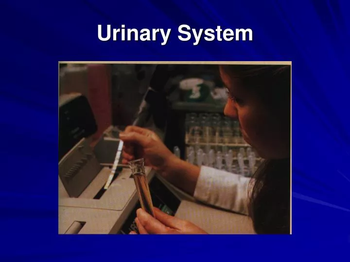 PPT - Urinary System PowerPoint Presentation, free download - ID:6071084