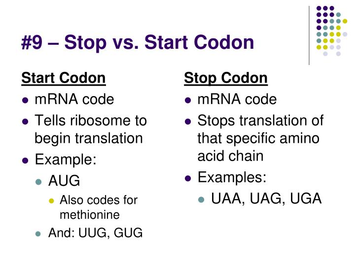 PPT - Transcription & Translation PowerPoint Presentation - ID:6071551