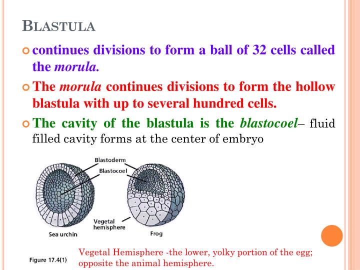 PPT - Developmental Biology PowerPoint Presentation - ID:6073828