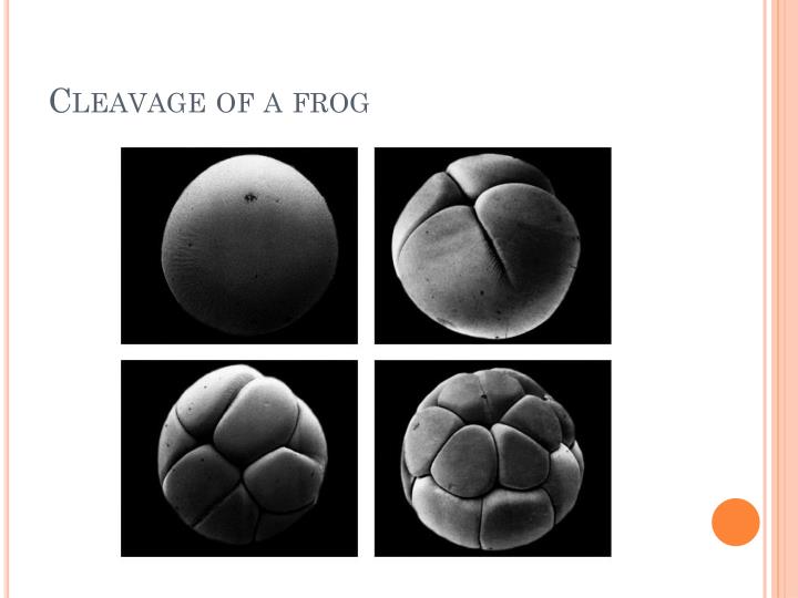 PPT - Developmental Biology PowerPoint Presentation - ID:6073828