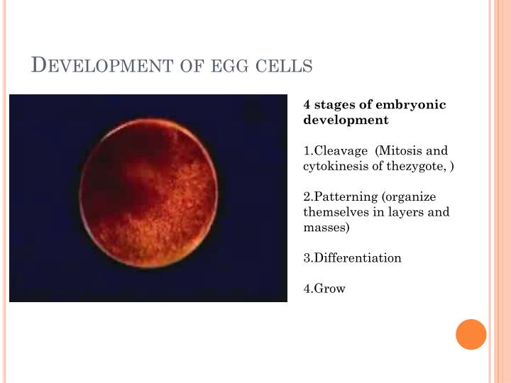 PPT - Developmental Biology PowerPoint Presentation - ID:6073828